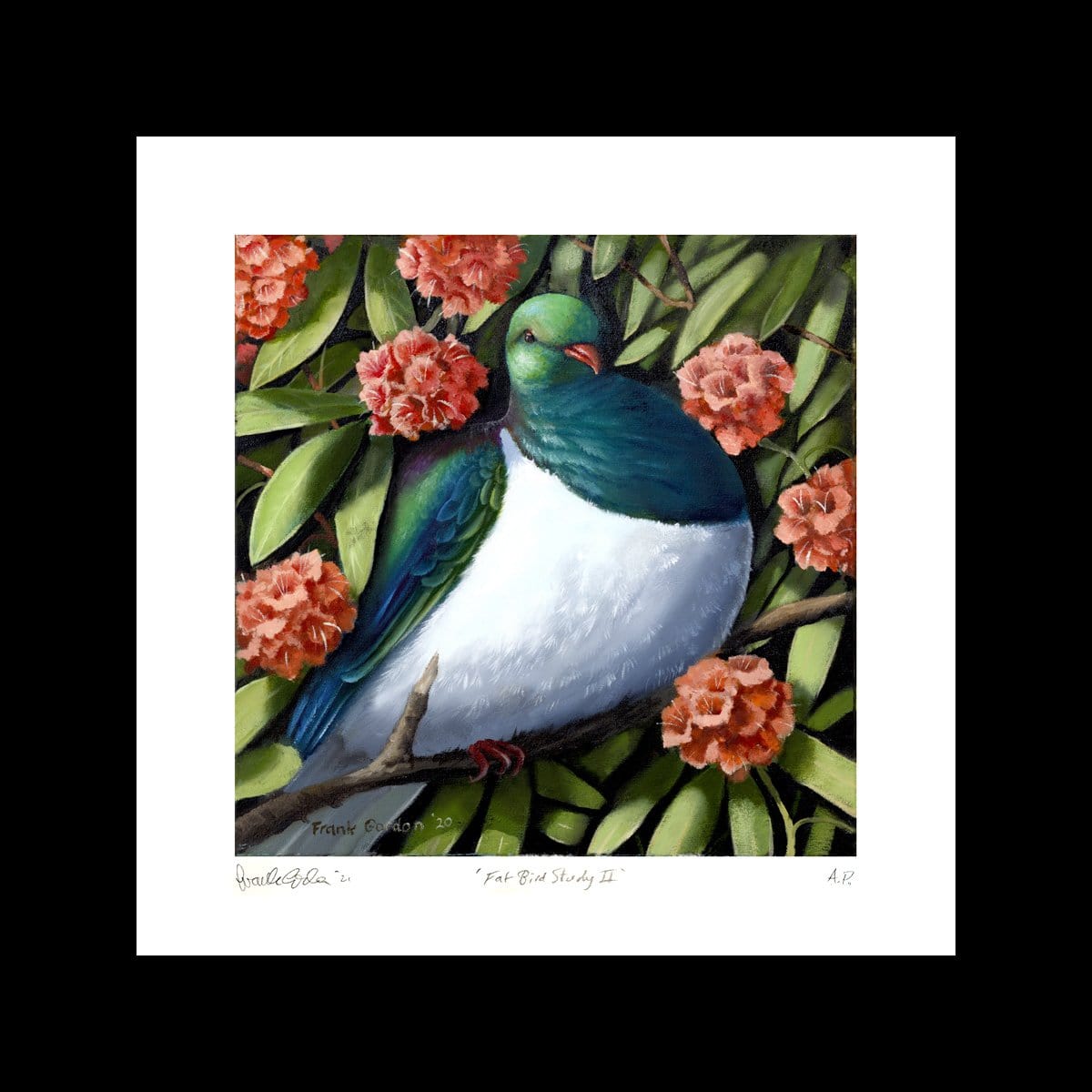 'Kereru Bird Study II' Limited Edition Art Print by Frank Gordon ...