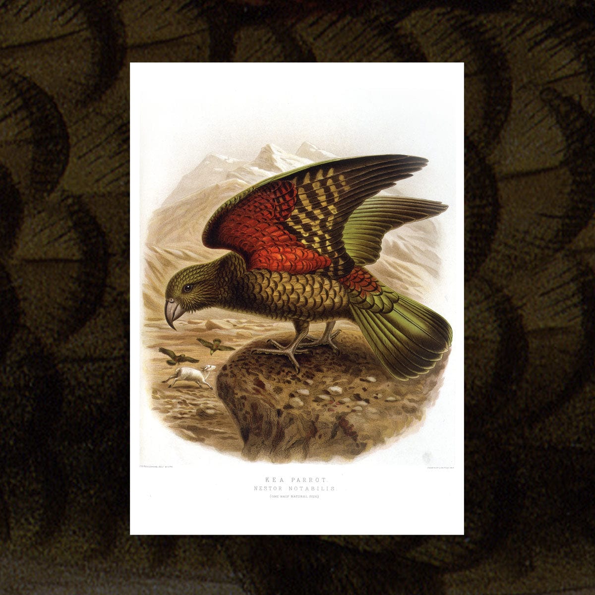 Kea vintage Buller's Birds art print – Fishmob - Iconic NZ art prints