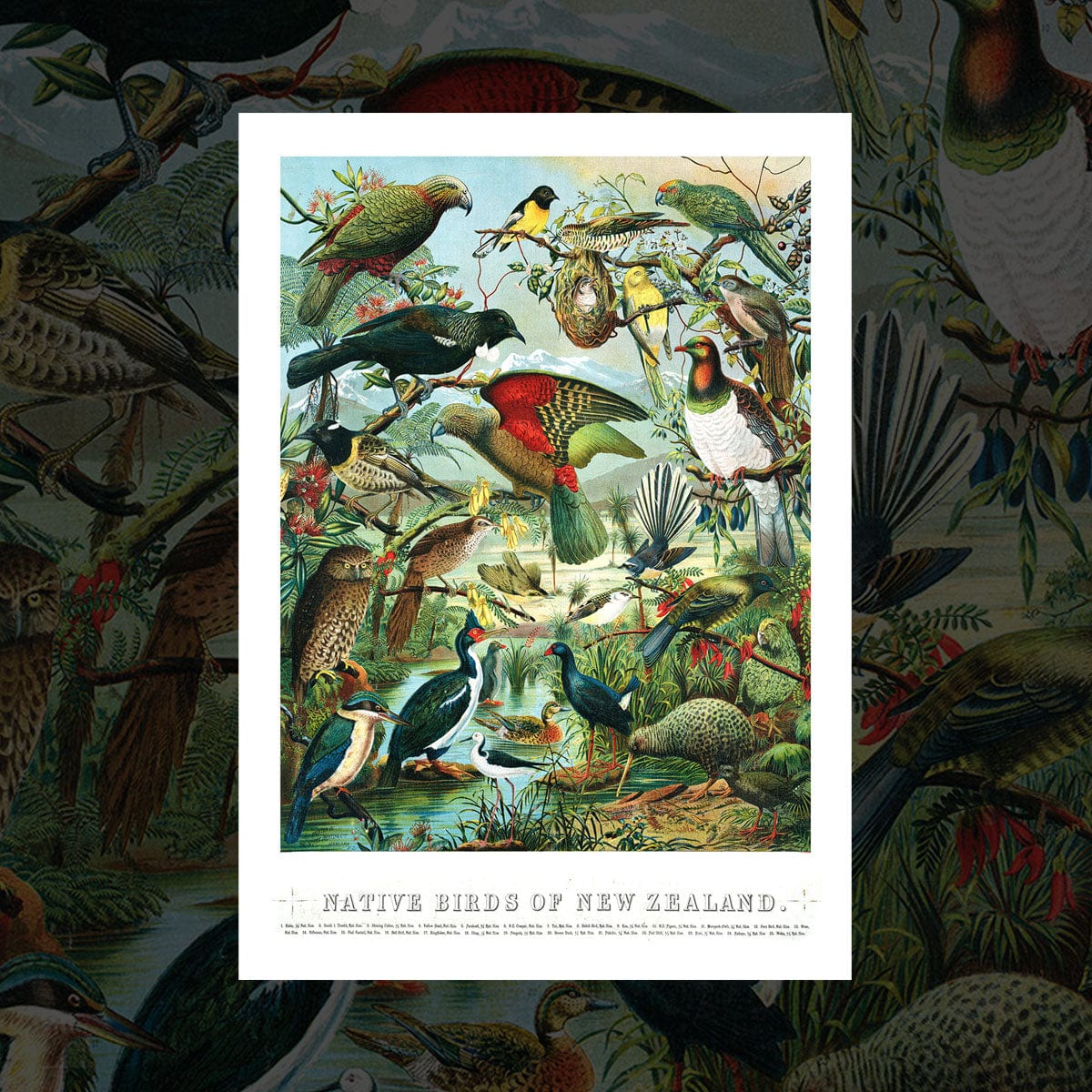 "Native Birds of New Zealand" vintage Buller’s Birds art print ...