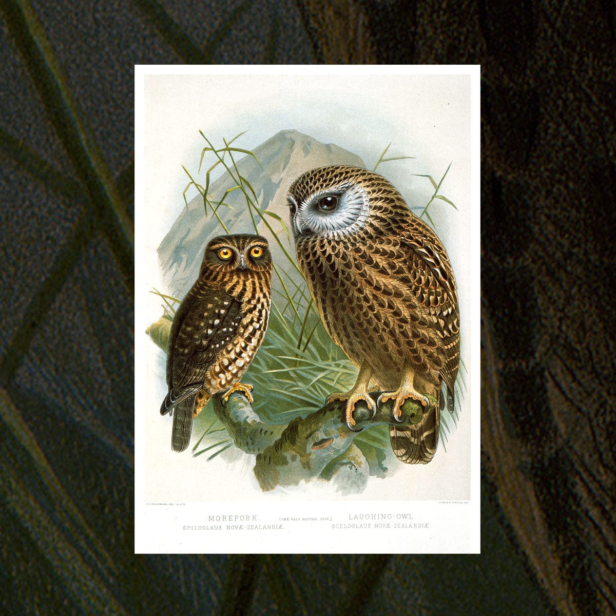 Morepork (Ruru) & Laughing Owl (Whekau) vintage Buller’s Birds art pri ...