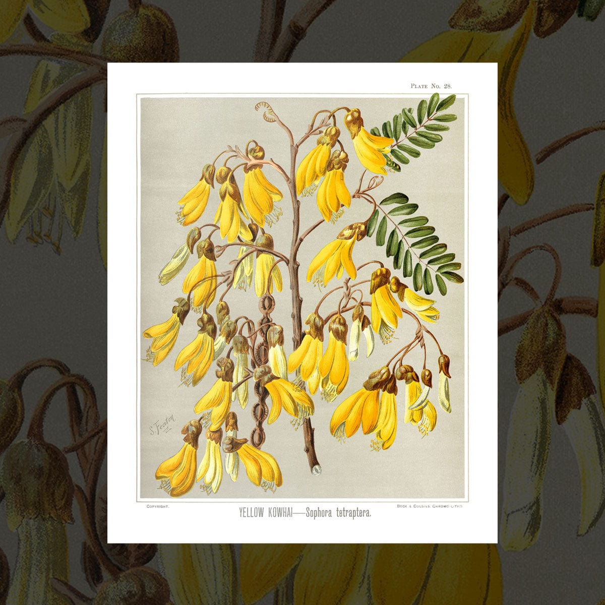 'Yellow Kowhai' art print by Sarah Featon – Fishmob - Iconic NZ art prints