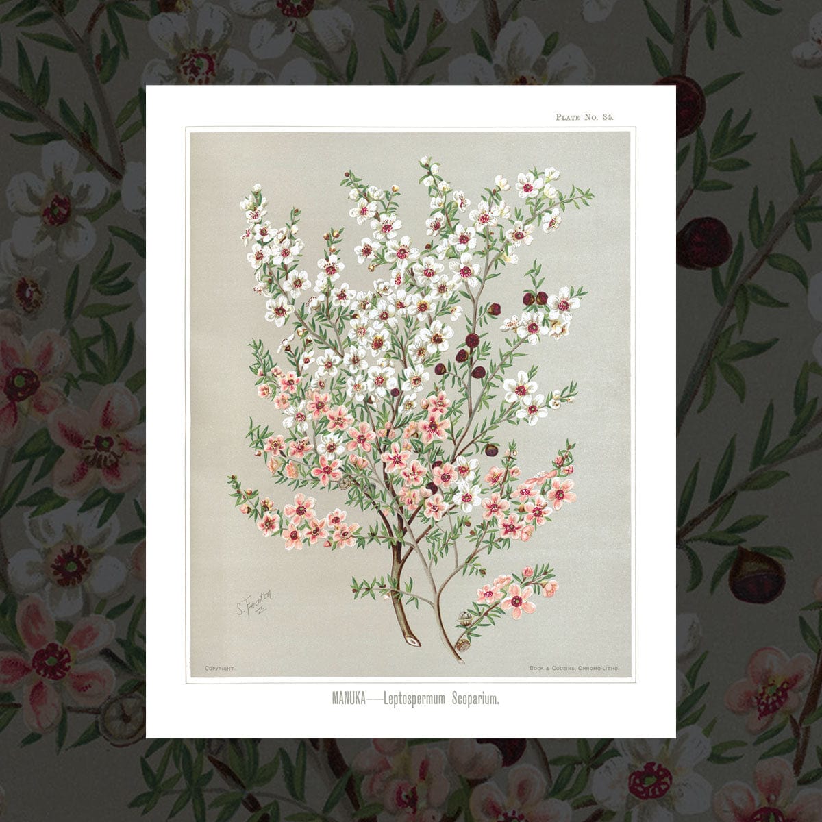 'Manuka' Art Print by Sarah Featon – Fishmob - Iconic NZ art prints