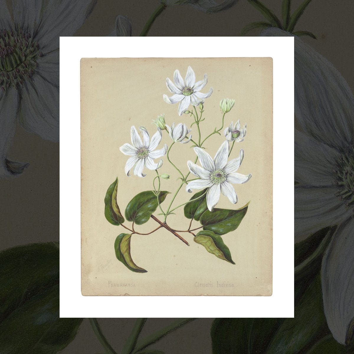 'Puawhananga (Clematis)' vintage floral art print by Sarah Featon ...