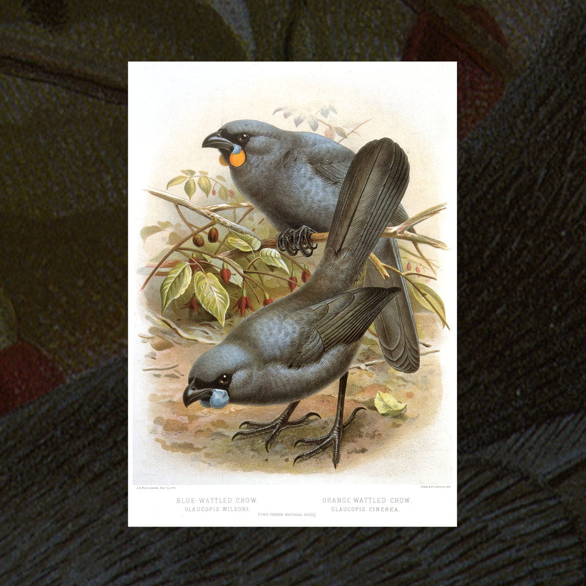 Kokako vintage Buller's Birds art print – Fishmob - Iconic NZ art prints
